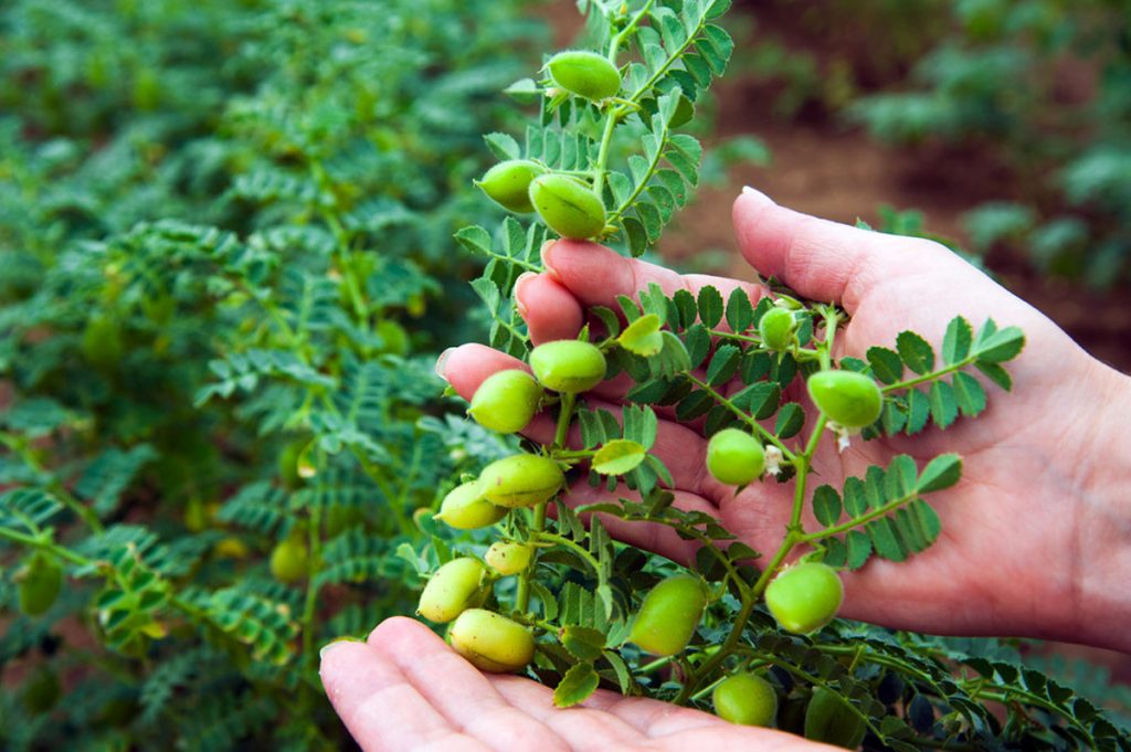 10 Things You Didn't Know About Chickpeas